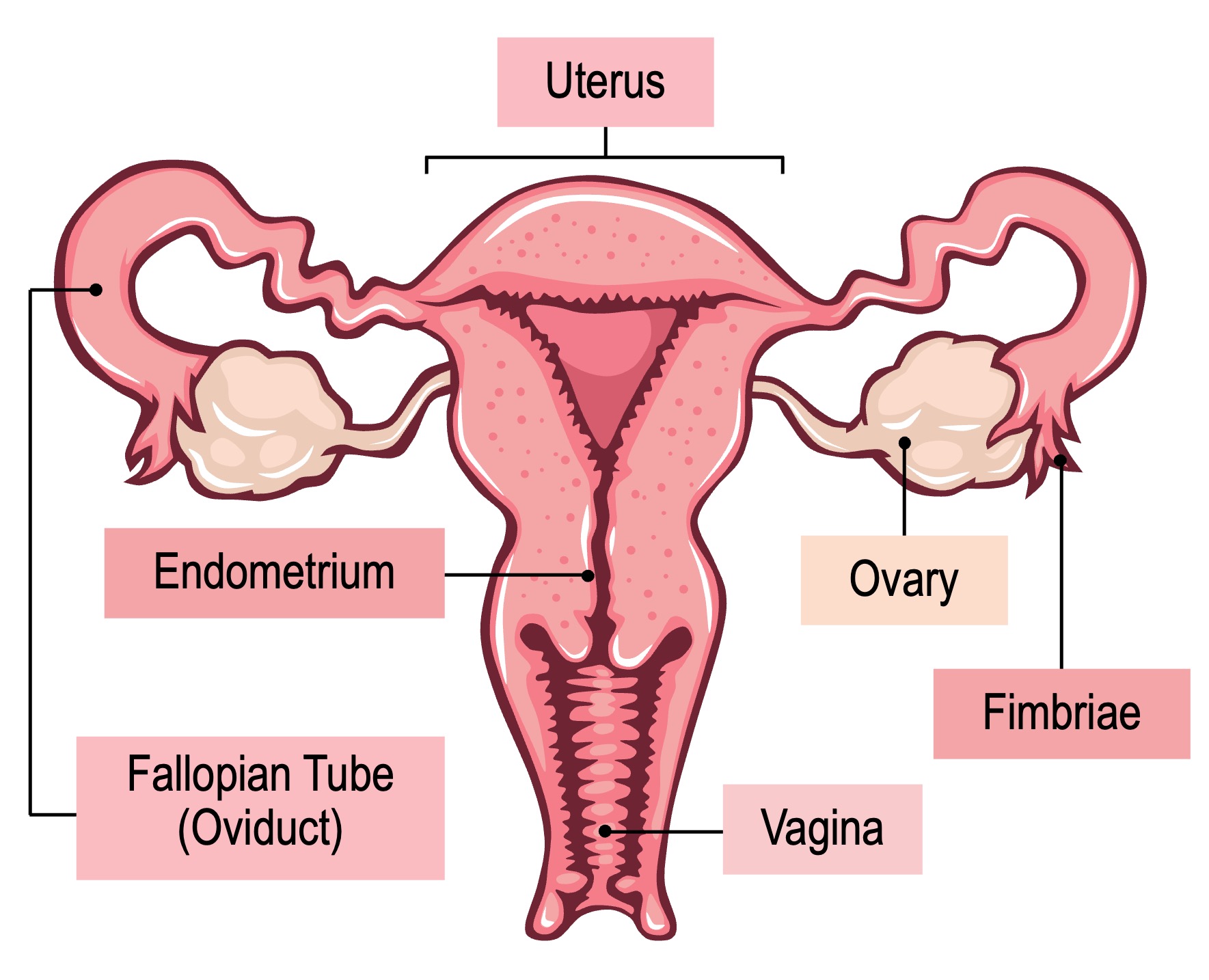 Female System